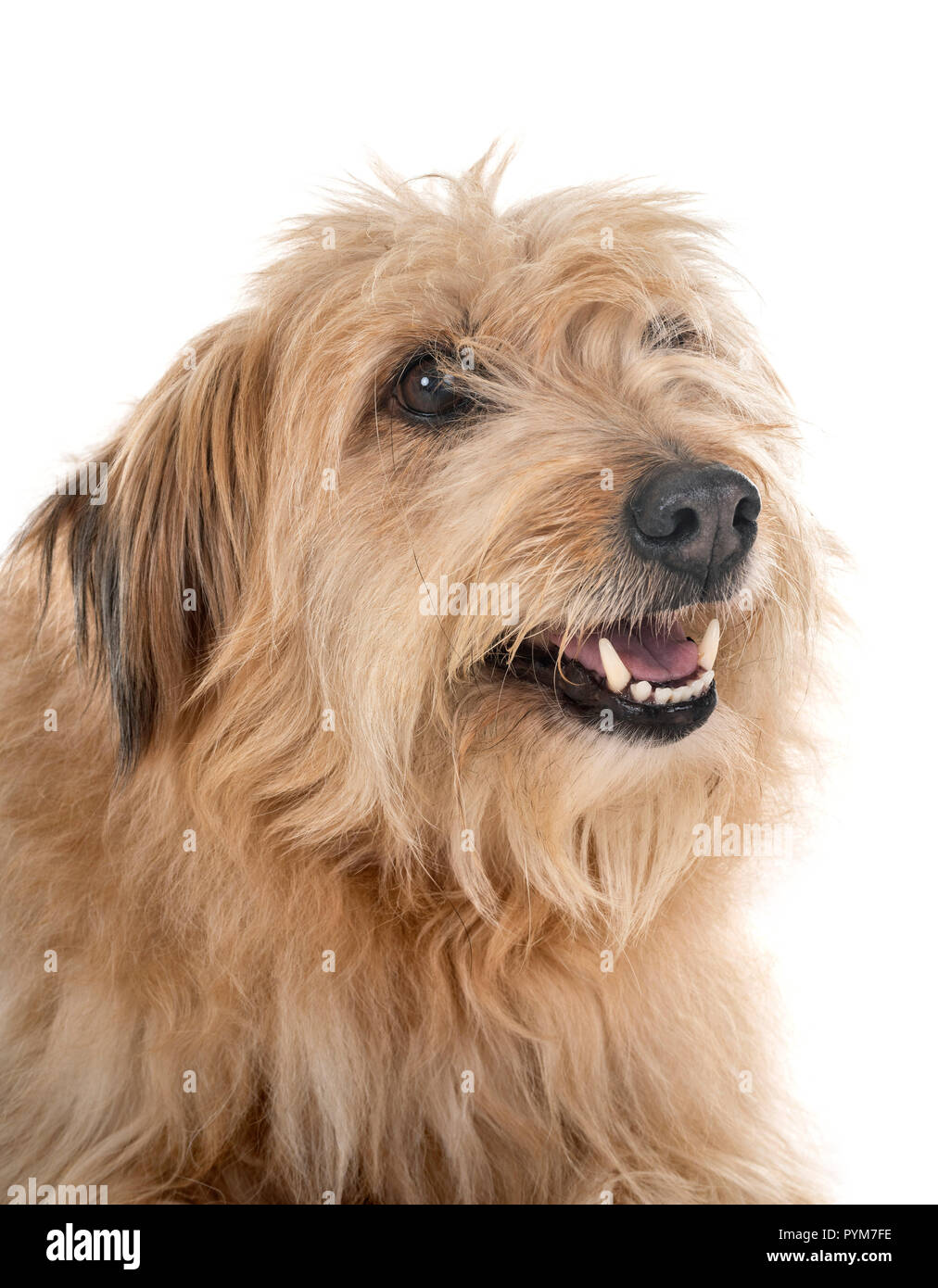 pyrenean shepherd in front of white background Stock Photo - Alamy