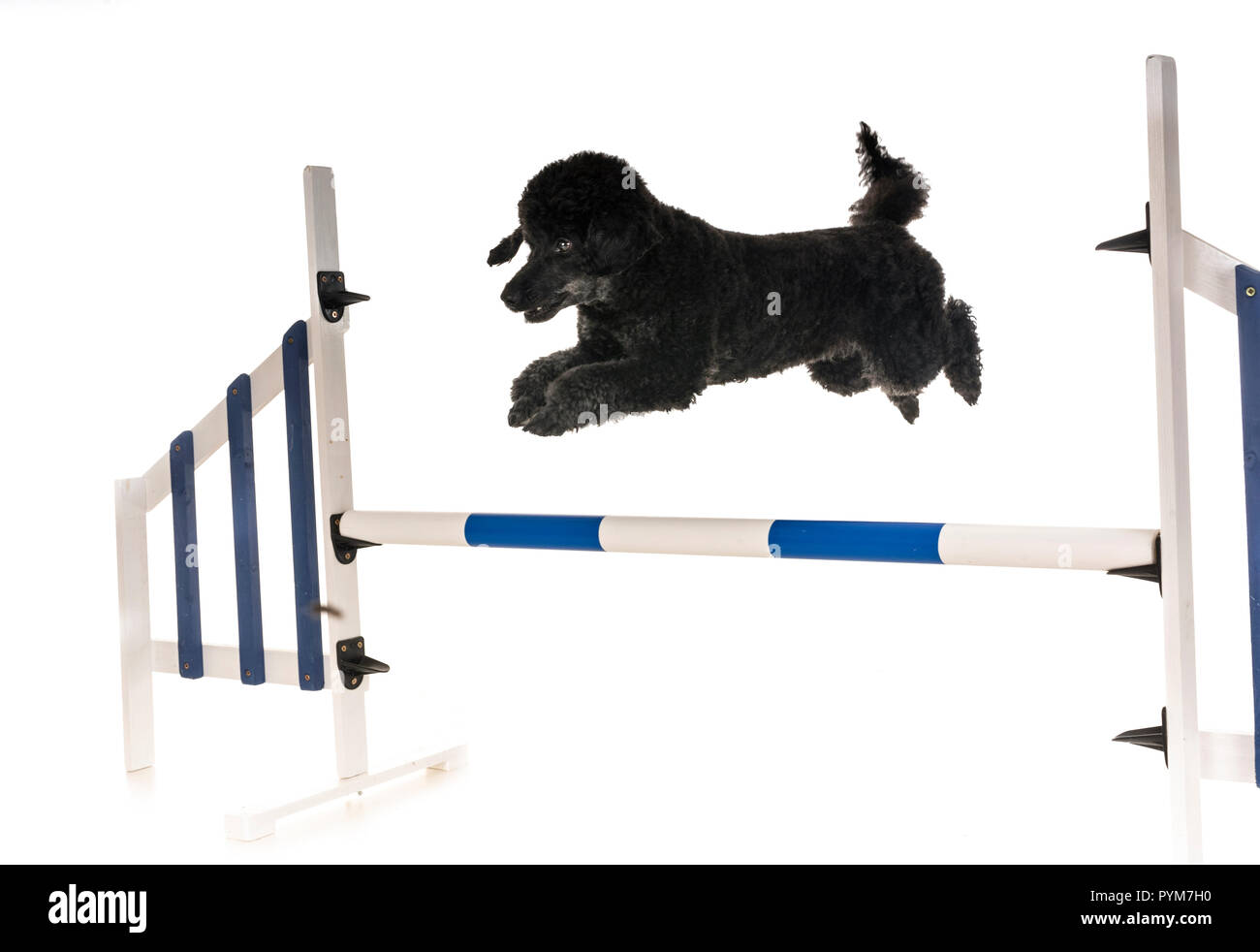 training of agility in front of white background Stock Photo - Alamy