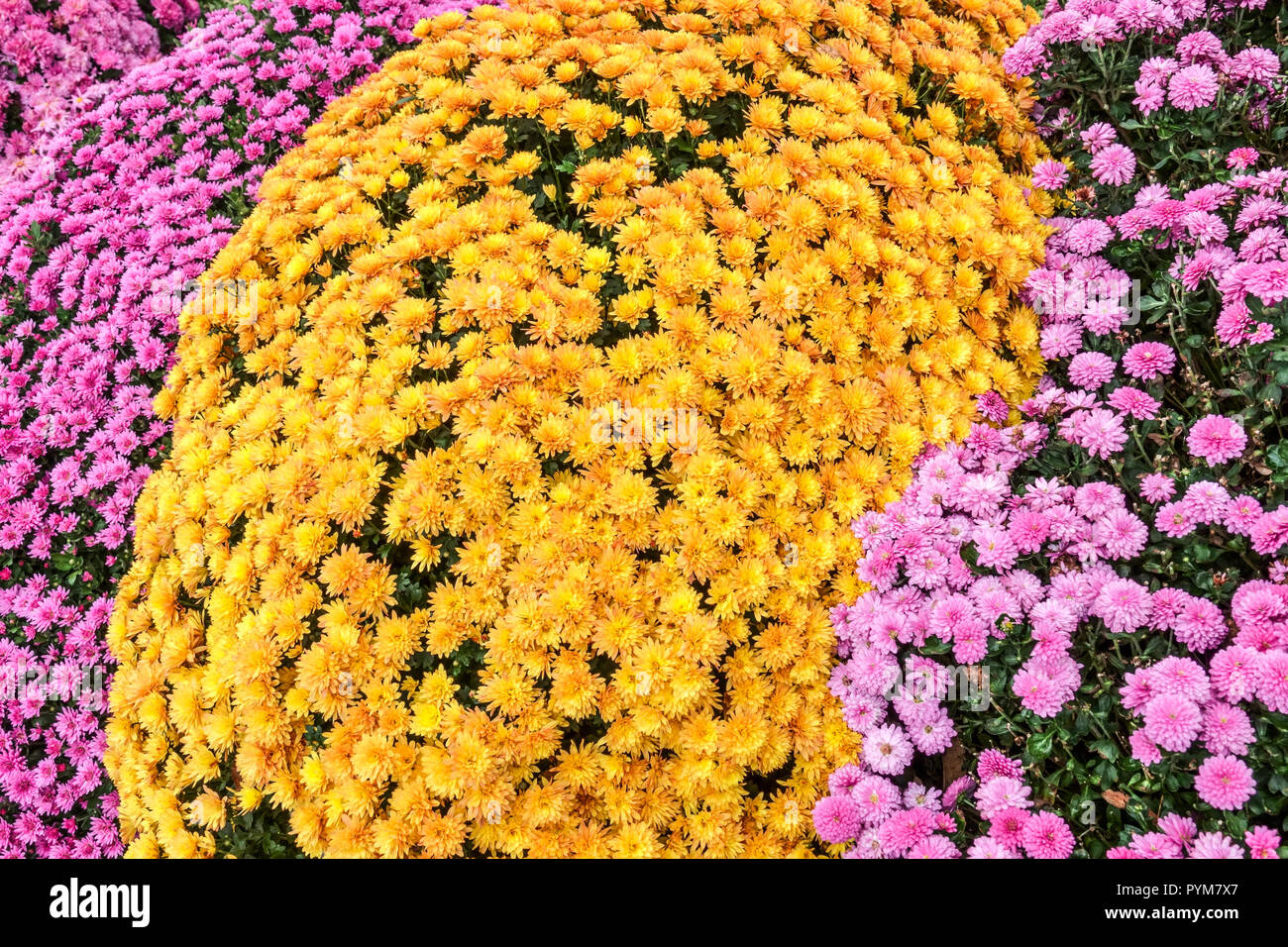 Chrysanthemum, Autumn flowers in garden, contrast and colorful bed of ...