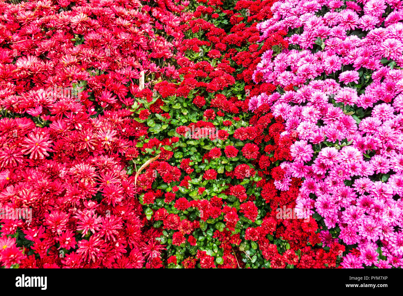 Red Purple Chrysanthemum, Autumn flowers in garden, contrast and ...
