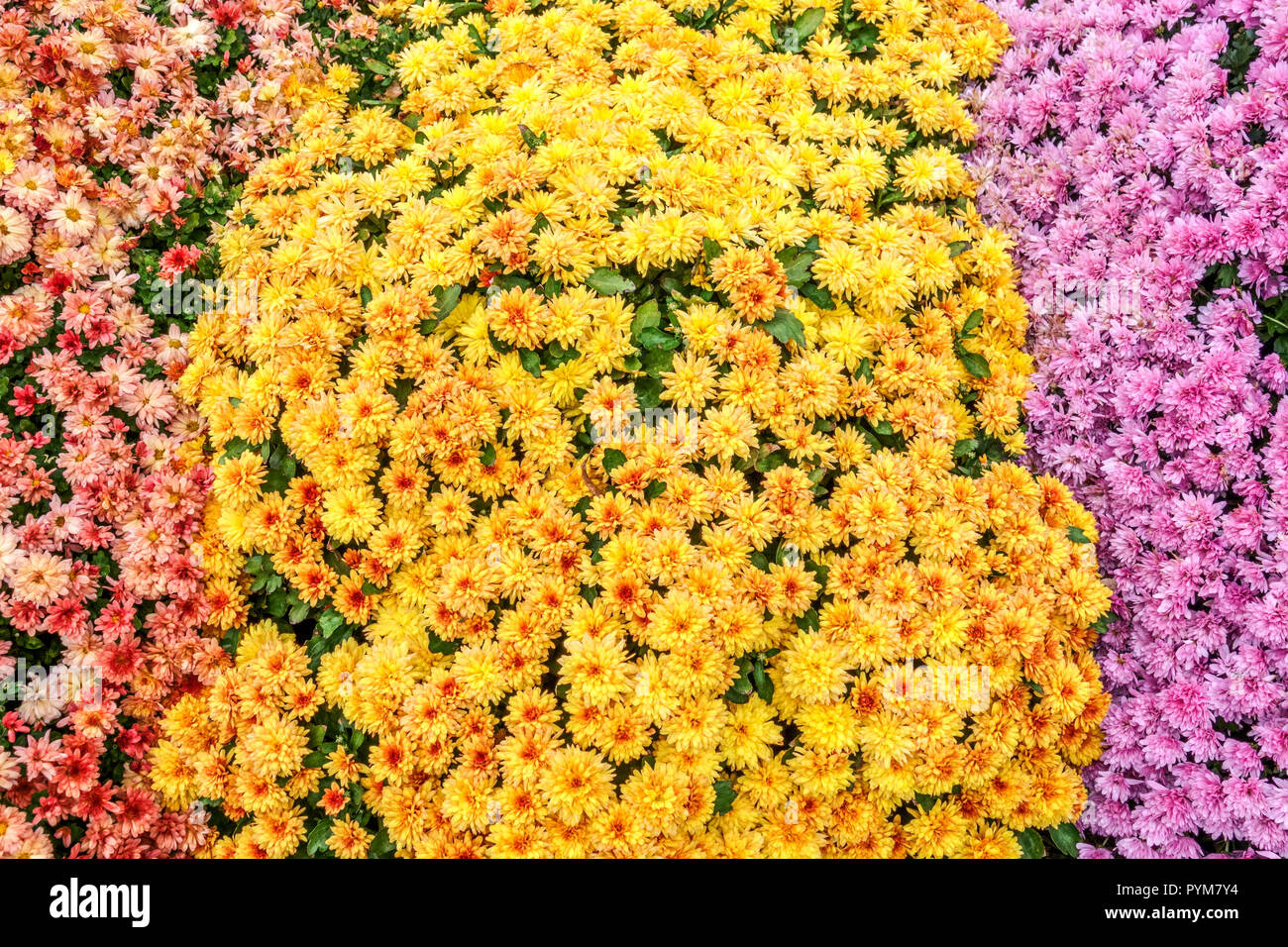 Chrysanthemums flowers mums plants hi-res stock photography and images ...