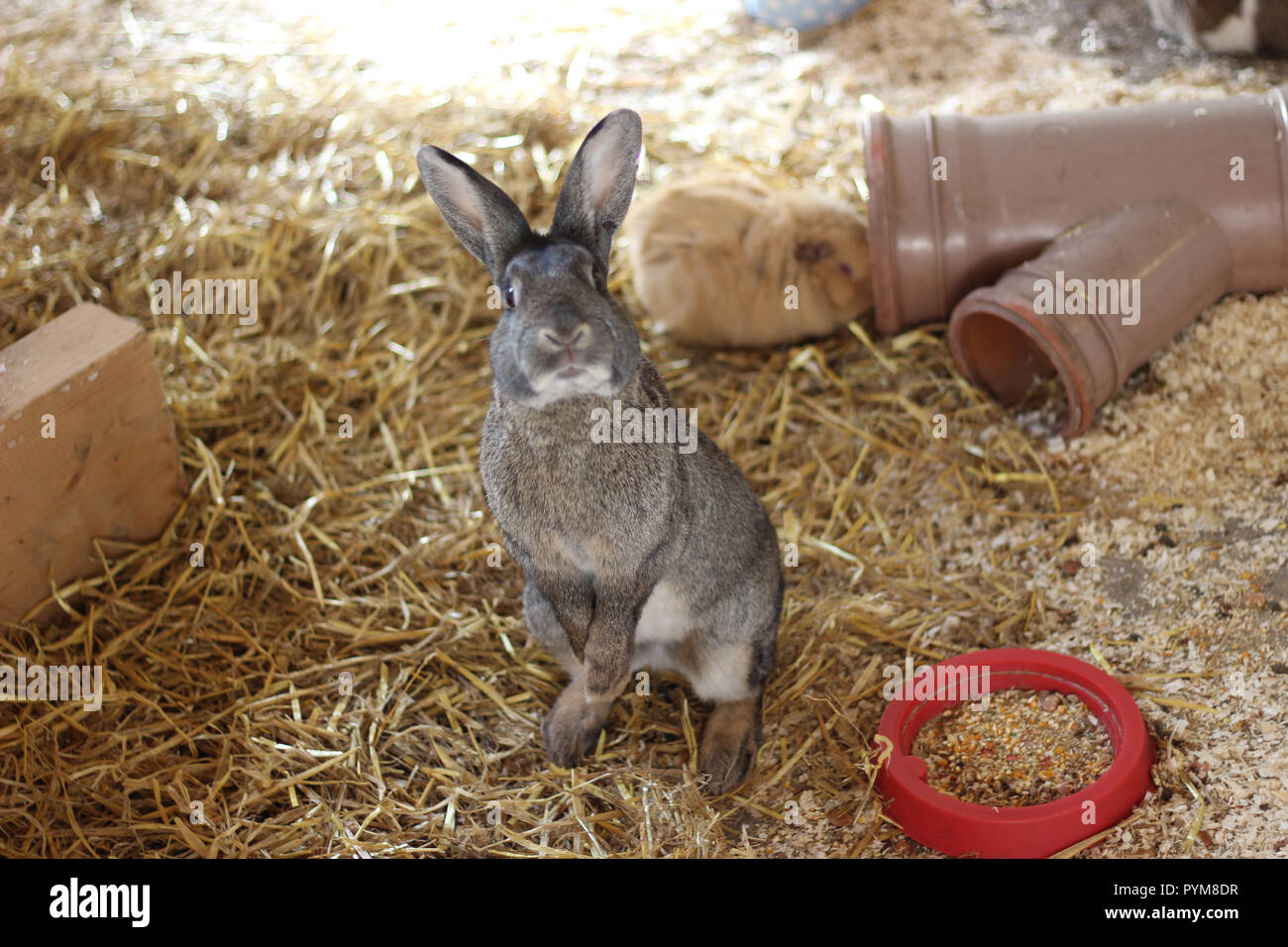 Matlock Farm Park, Derbyshire. UK. 28th October 2018. One of the ...