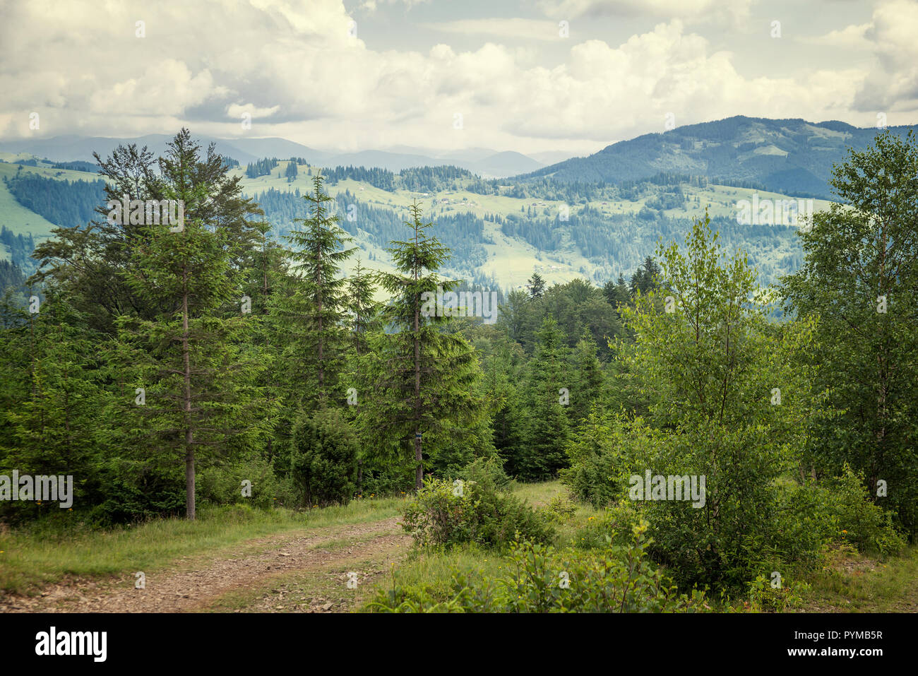 beautiful forest landscape in the Carpathian mountains Stock Photo - Alamy