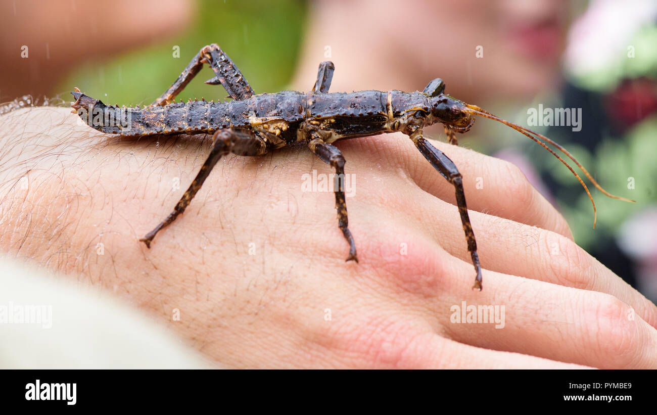 Thorny devil stick insect or giant spiny stick insect (Eurycantha ...