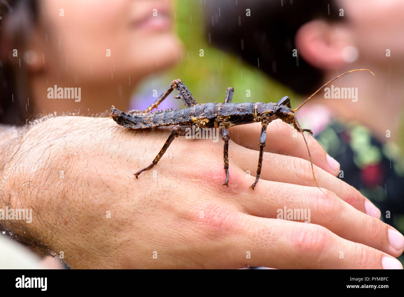 Thorny devil stick insect or giant spiny stick insect (Eurycantha ...