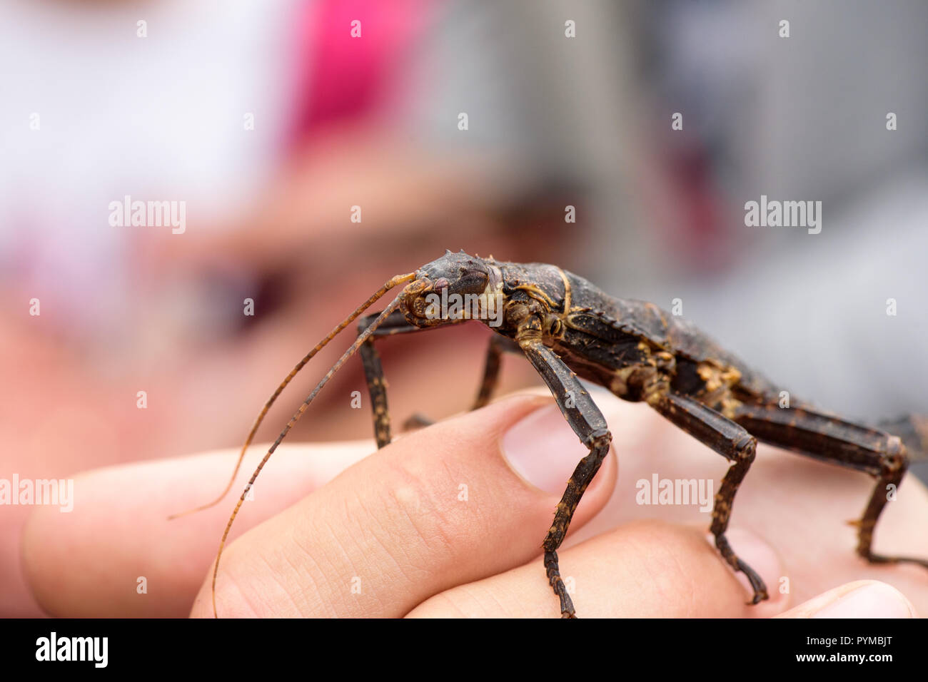 Thorny devil stick insect or giant spiny stick insect (Eurycantha ...