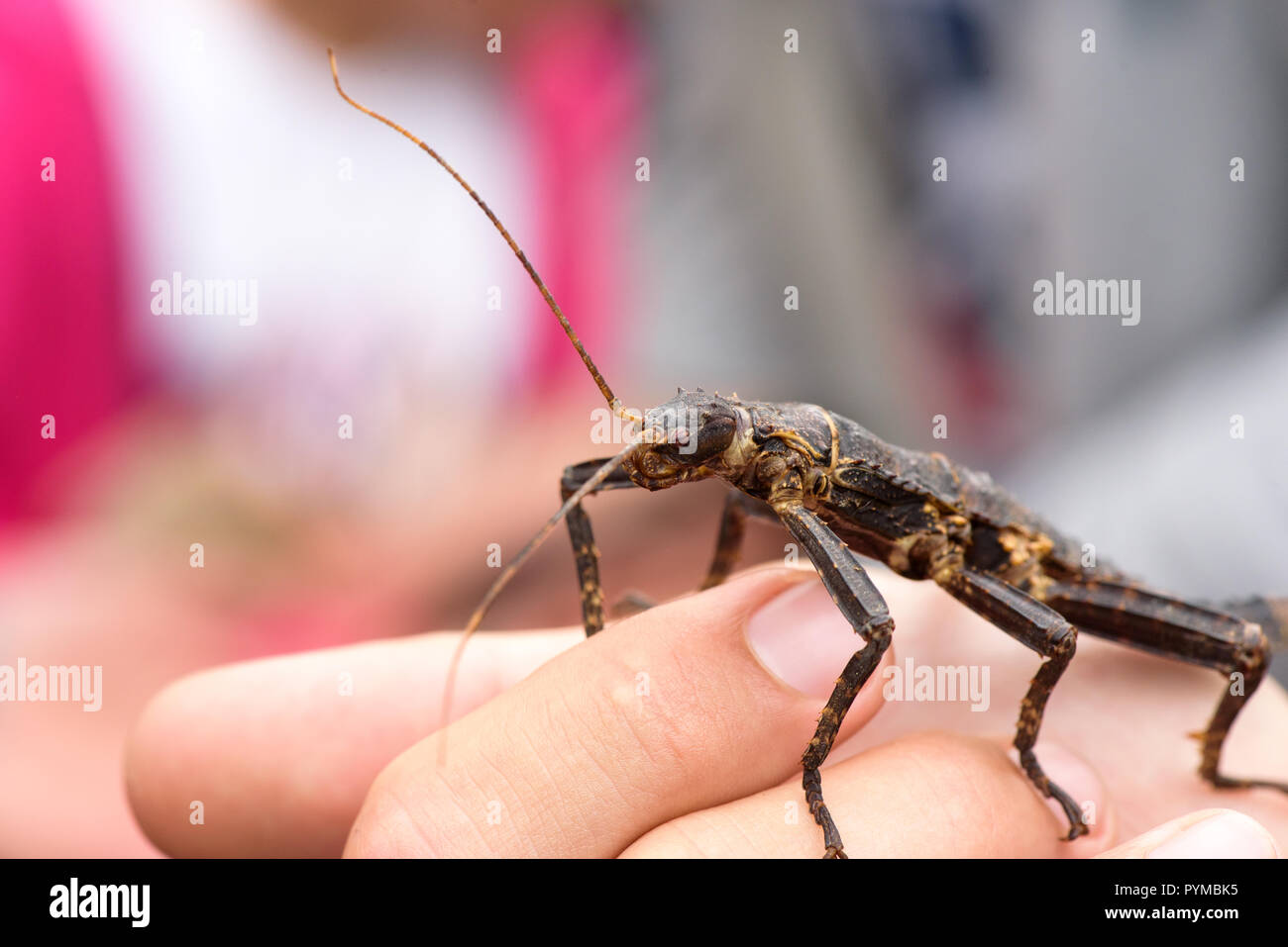 Thorny devil stick insect or giant spiny stick insect (Eurycantha ...