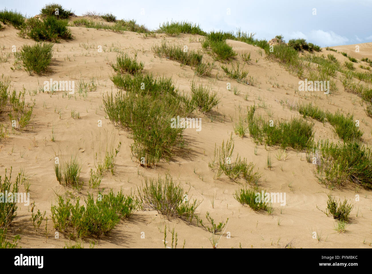Sand dunes with sparse vegetation. Plants grow to survive in the arid ...