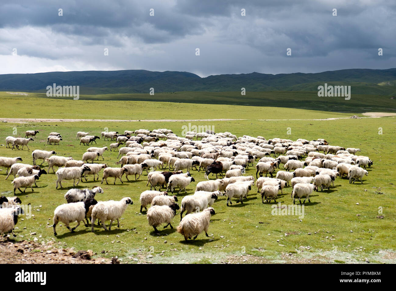 A flock of sheep grazes on a green hillside under a cloudy sky Stock Photo - Alamy