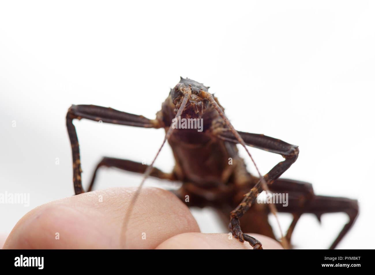 Thorny devil stick insect or giant spiny stick insect (Eurycantha ...
