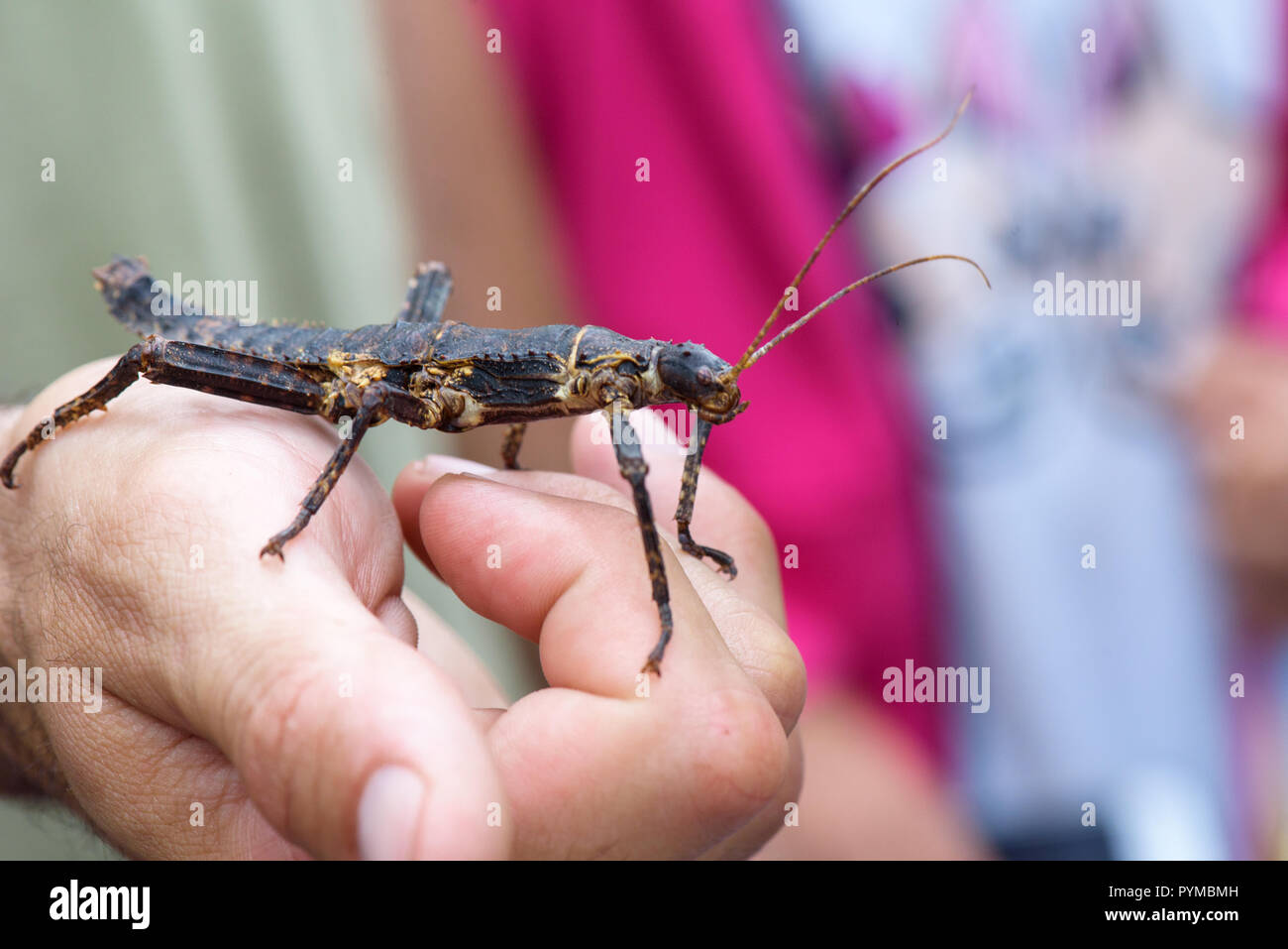 Thorny devil stick insect or giant spiny stick insect (Eurycantha ...