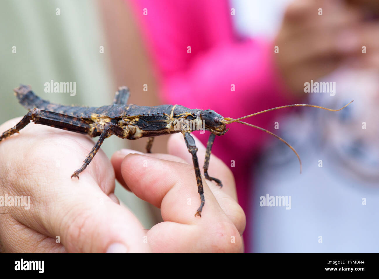 Thorny devil stick insect or giant spiny stick insect (Eurycantha ...