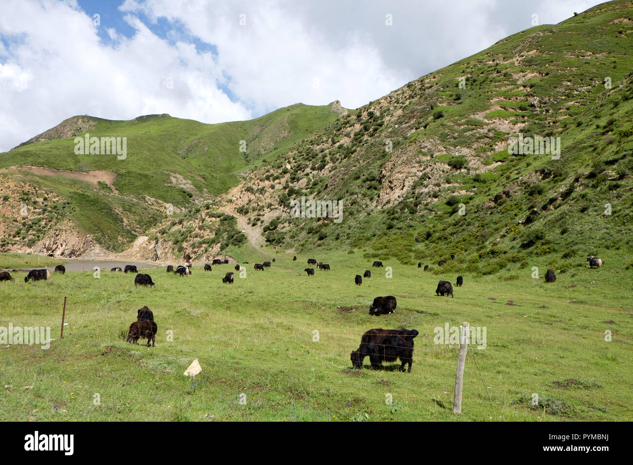 Yak graze on field hi-res stock photography and images - Alamy