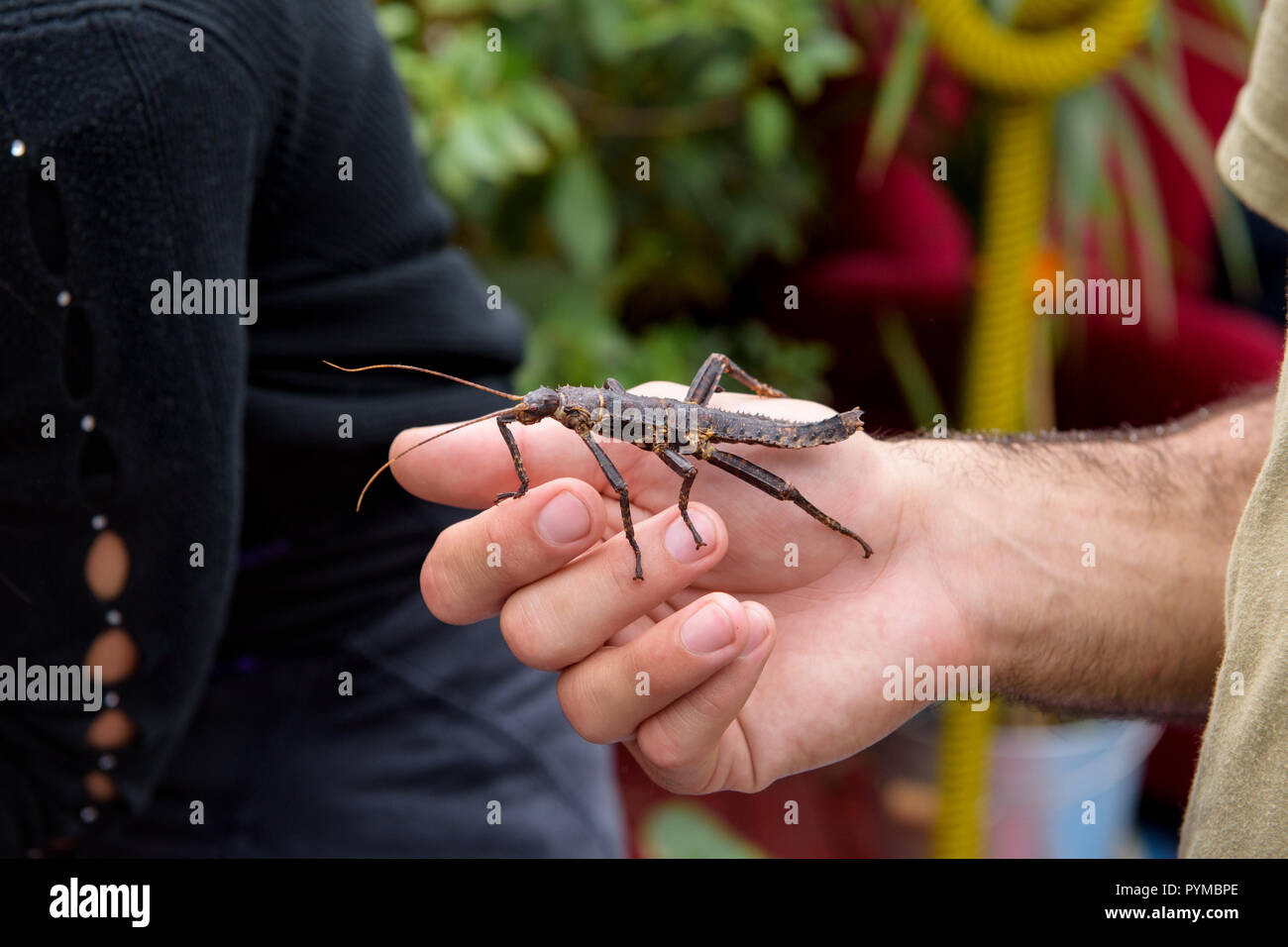 Thorny devil stick insect or giant spiny stick insect (Eurycantha ...