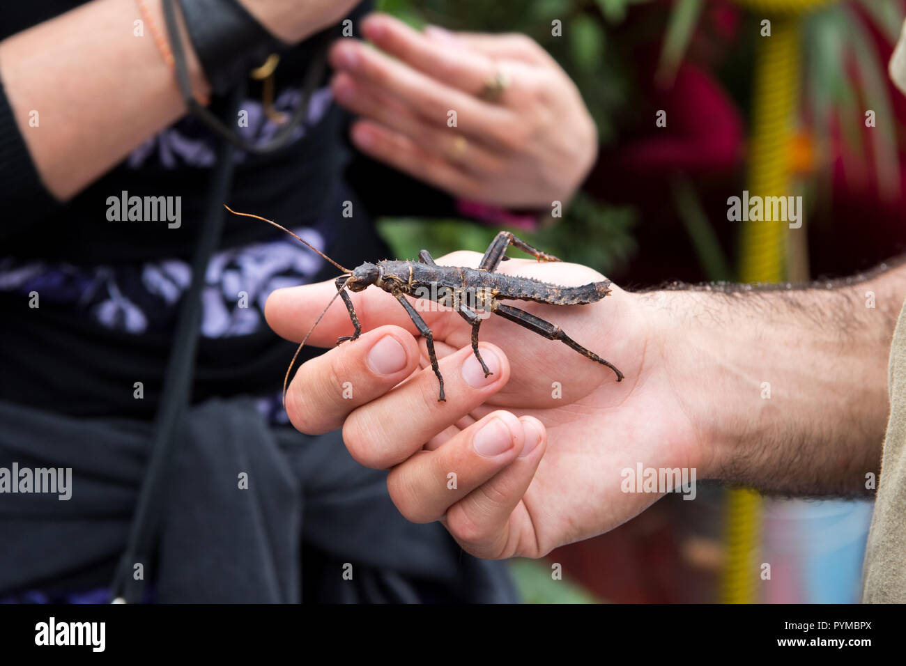 Thorny devil stick insect or giant spiny stick insect (Eurycantha ...