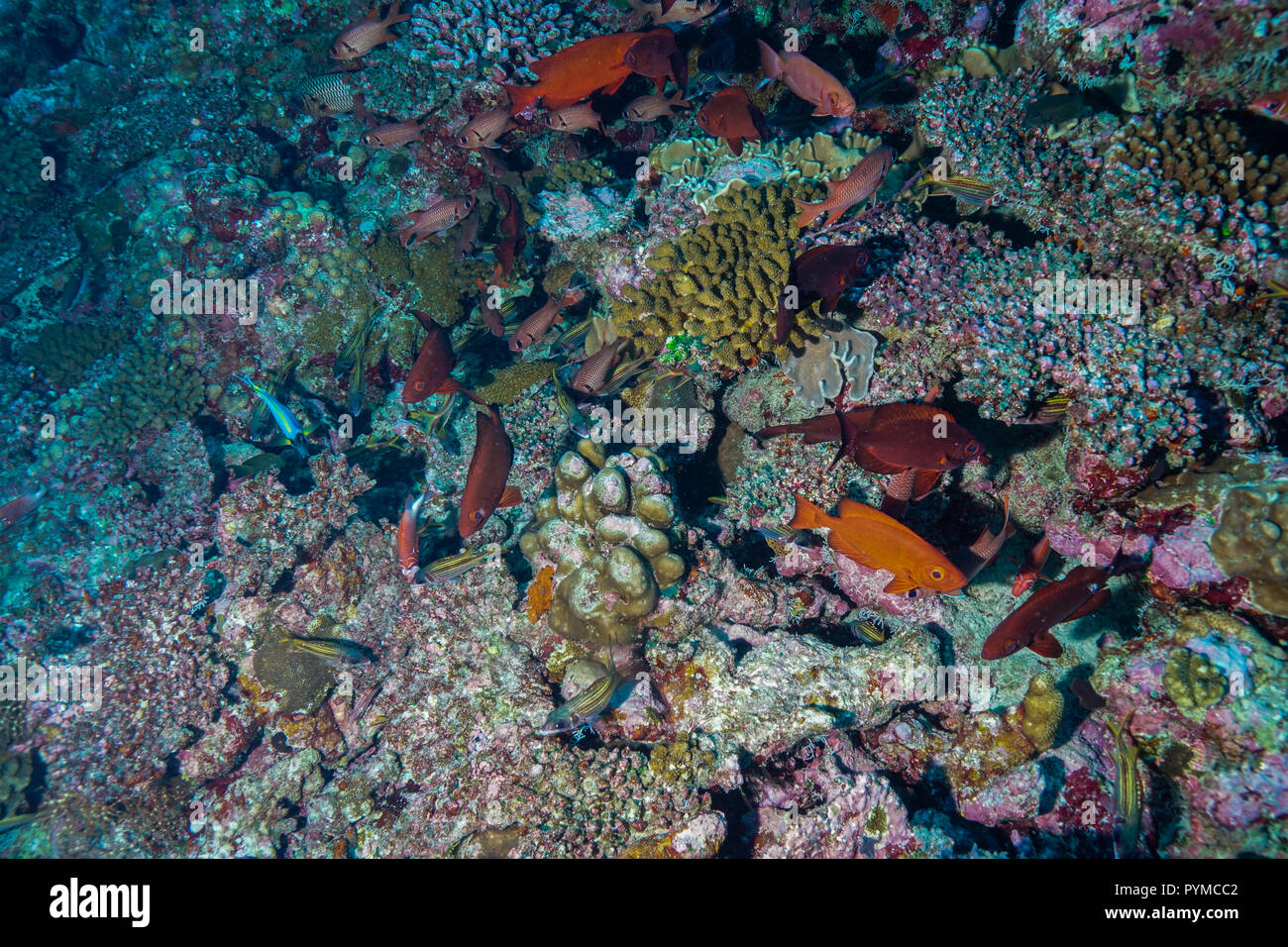 Tropical fish at the Maldives Stock Photo - Alamy