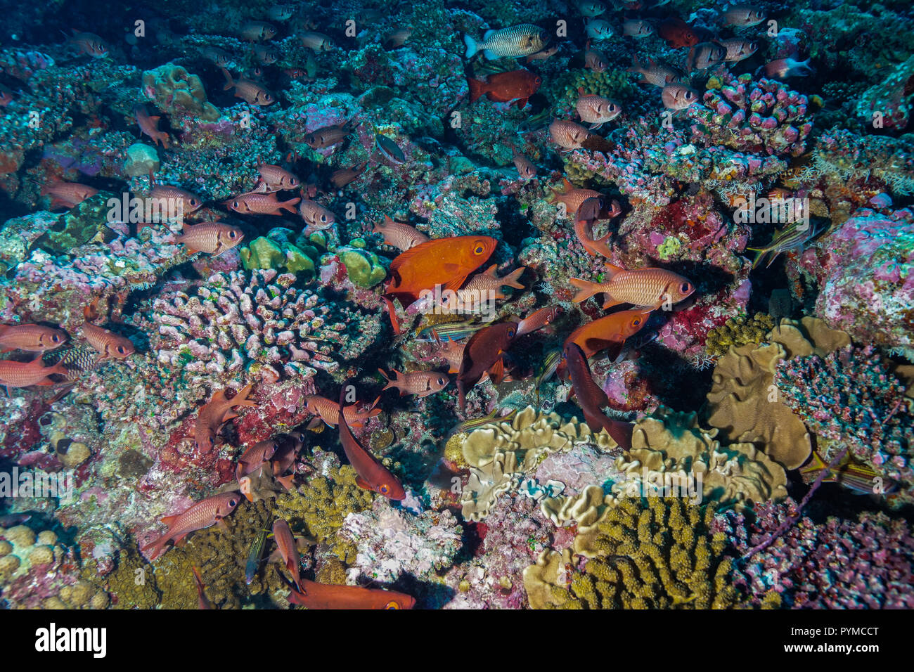Tropical fish at the Maldives Stock Photo - Alamy