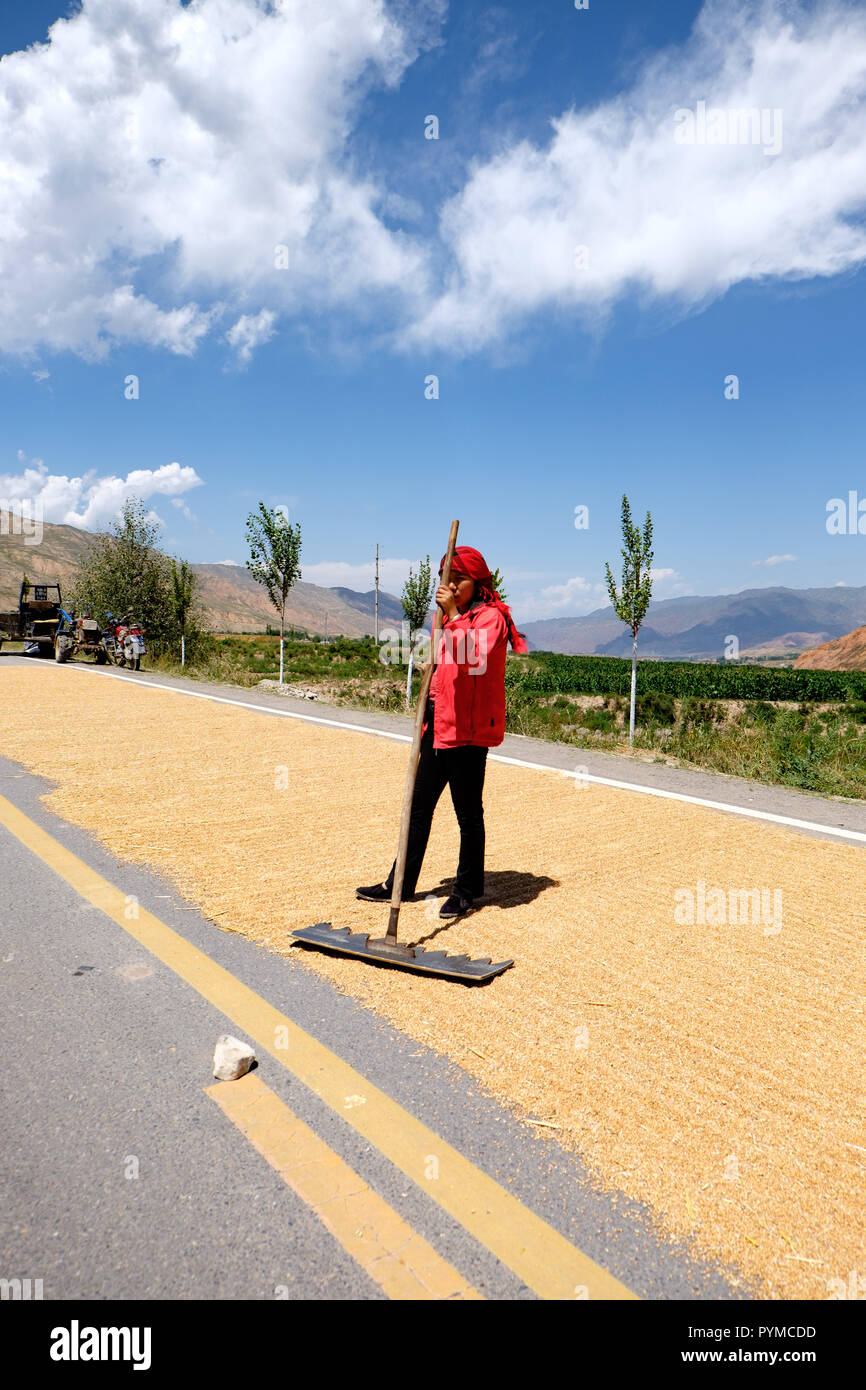 Farmer rakes grain drying on the road. It's a traditional method to dry ...