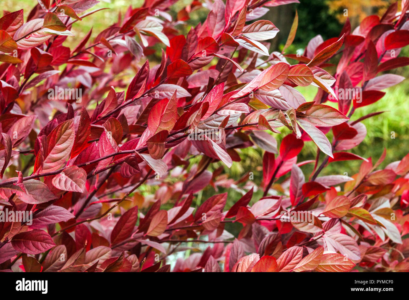 Itea Virginica Merlot