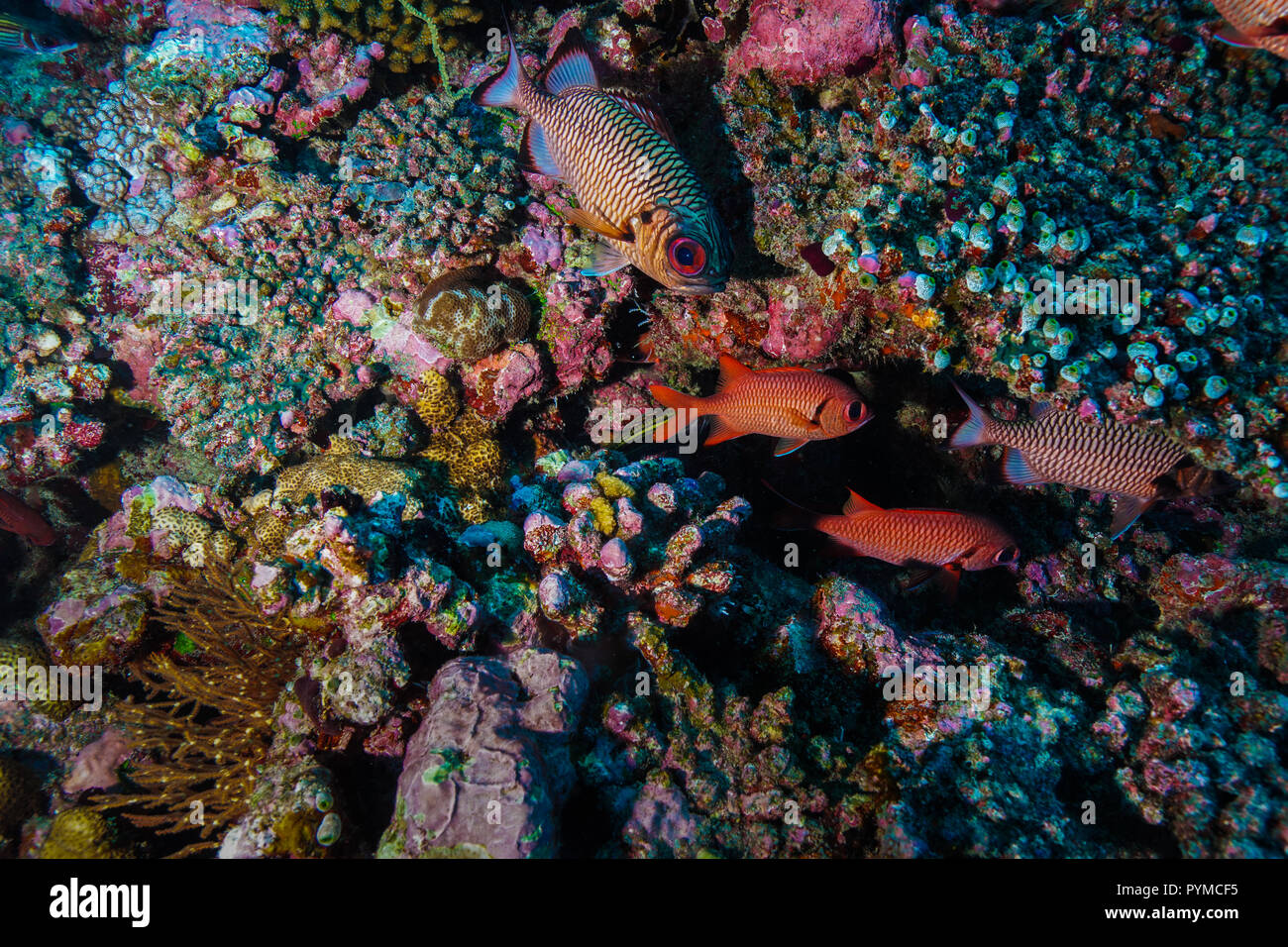 Tropical fish at the Maldives Stock Photo - Alamy