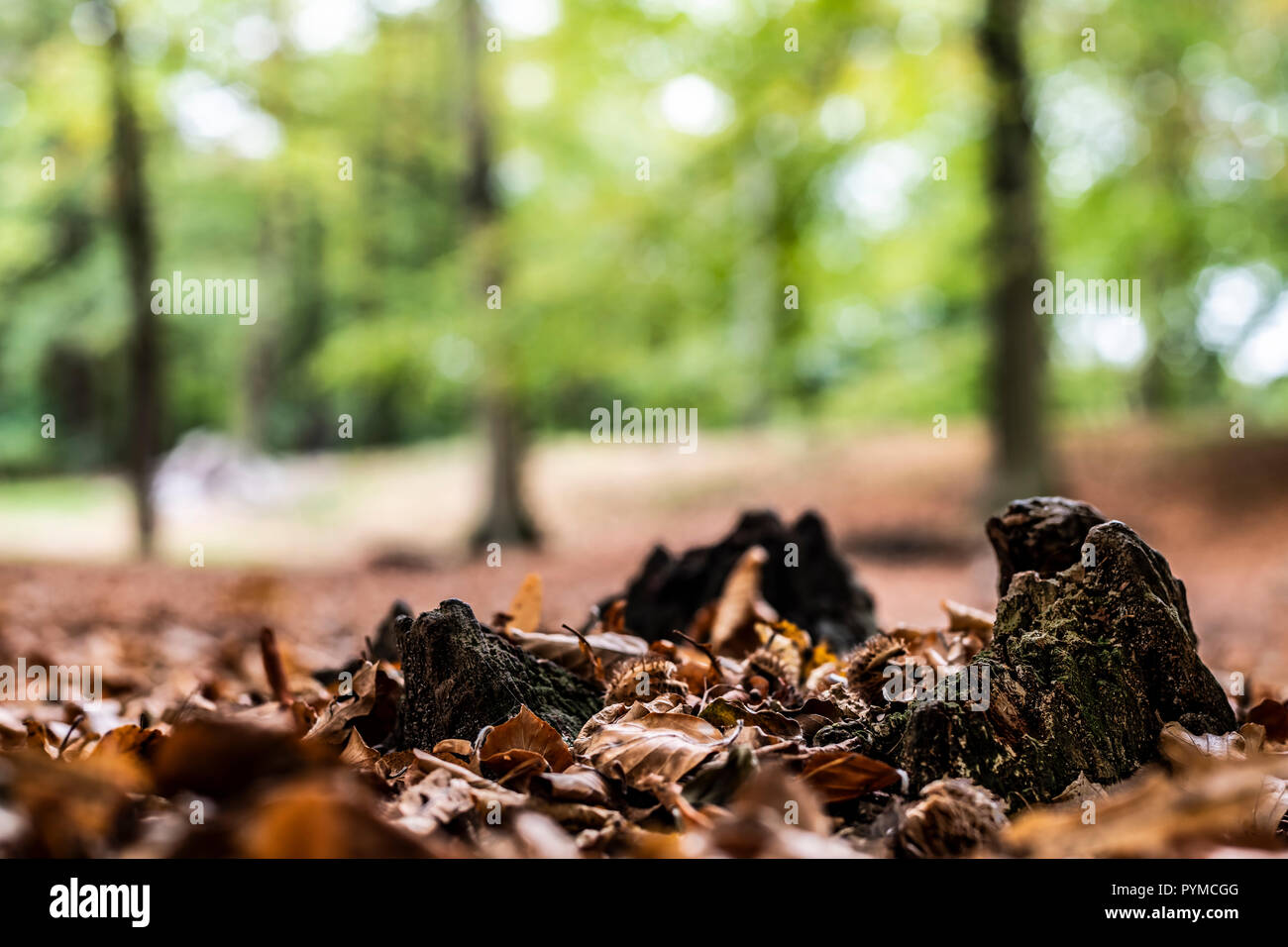 The view of the rest of an organically decomposed cut tree stump in the ...