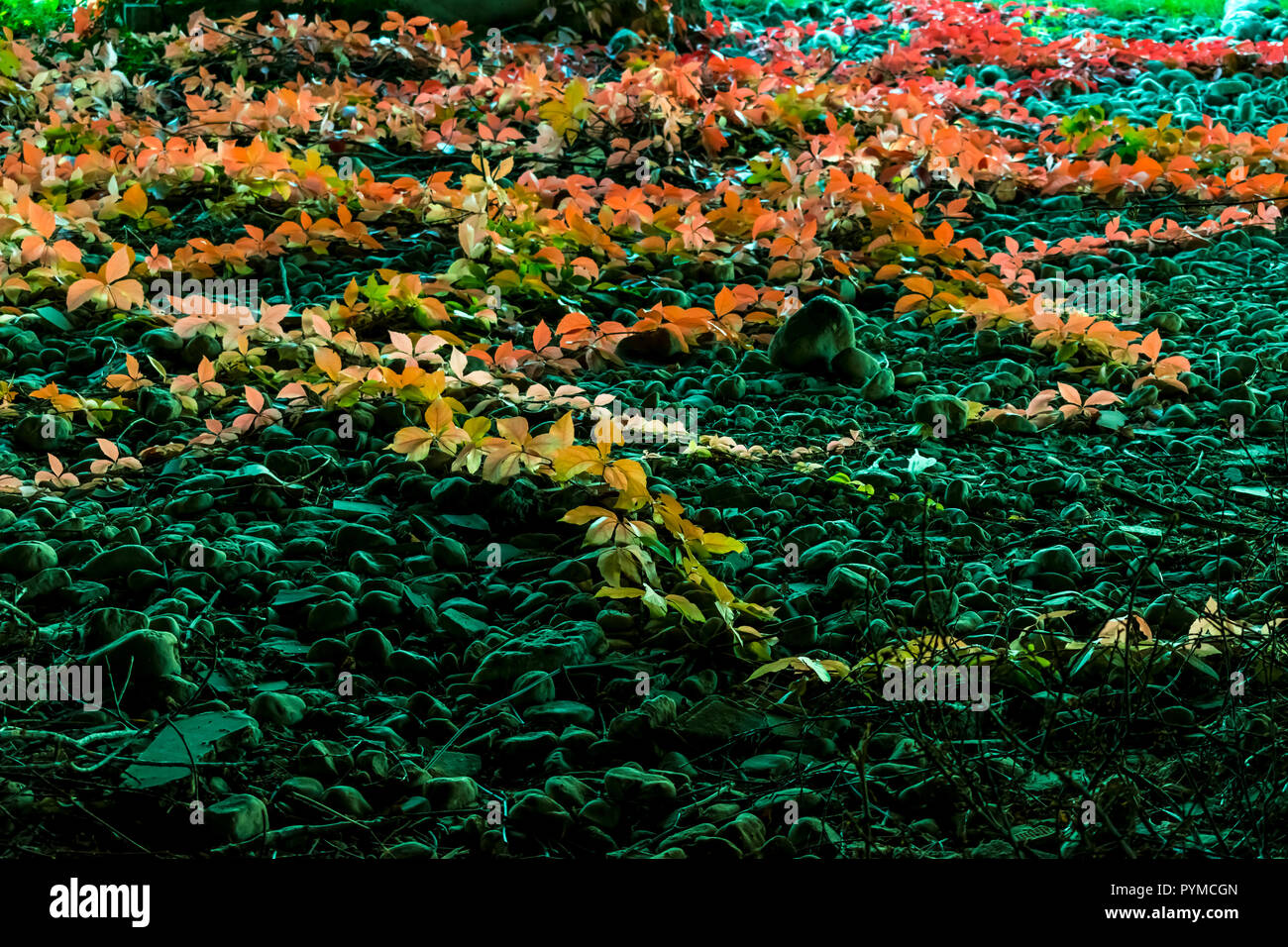 Variegated Rock Plant High Resolution Stock Photography and Images - Alamy