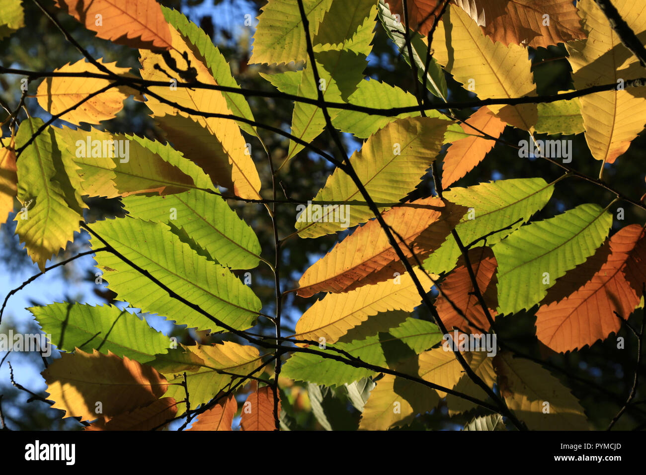 Leaves of a Sweet Chestnut tree (castanea sativa) in autumn Stock Photo ...