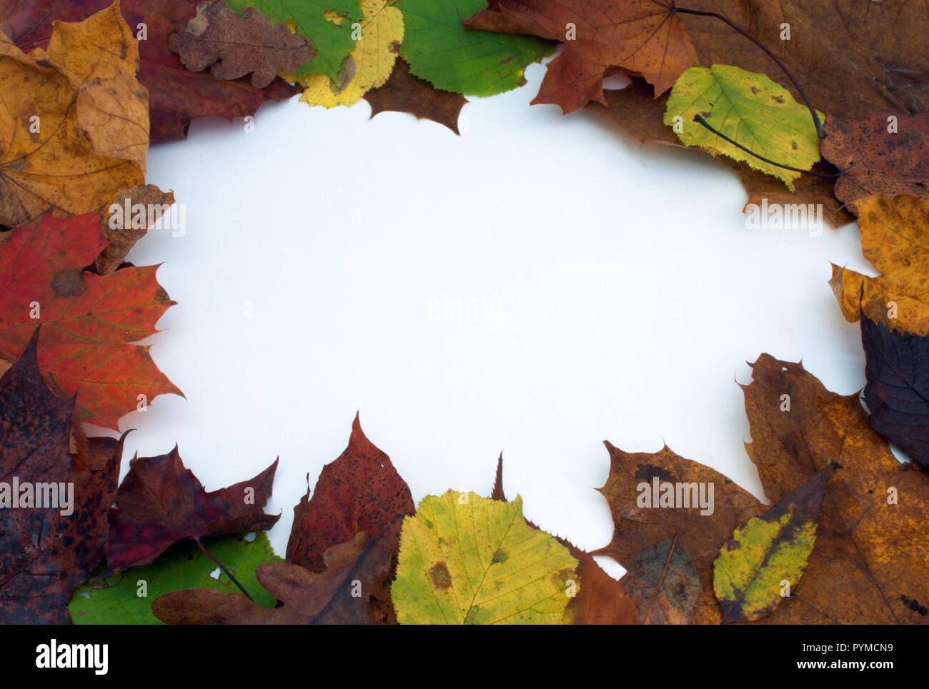 Selection of Autumn Leaves framing a blank white space for text Stock ...