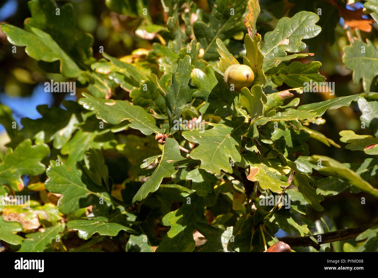 Oak Tree Acorns Uk Stock Photos & Oak Tree Acorns Uk Stock Images - Alamy