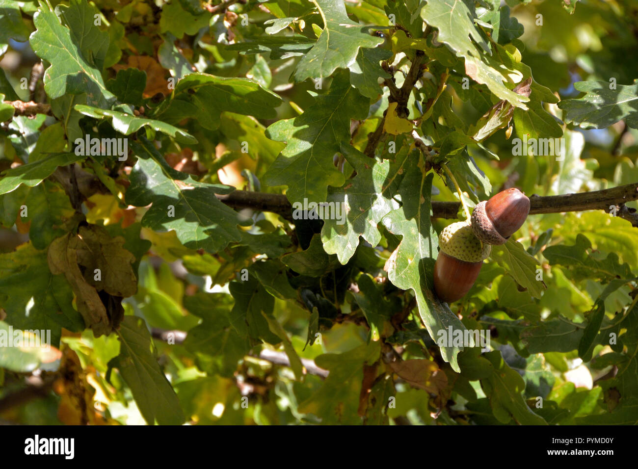 Oak Tree Acorns Uk Stock Photos & Oak Tree Acorns Uk Stock Images - Alamy