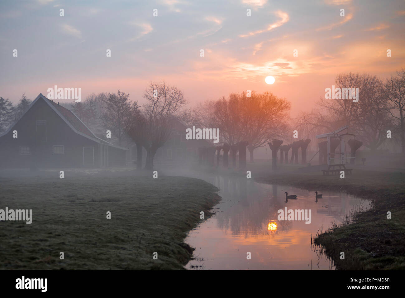 Two swan swimming near a beautiful typical Dutch wooden houses ...