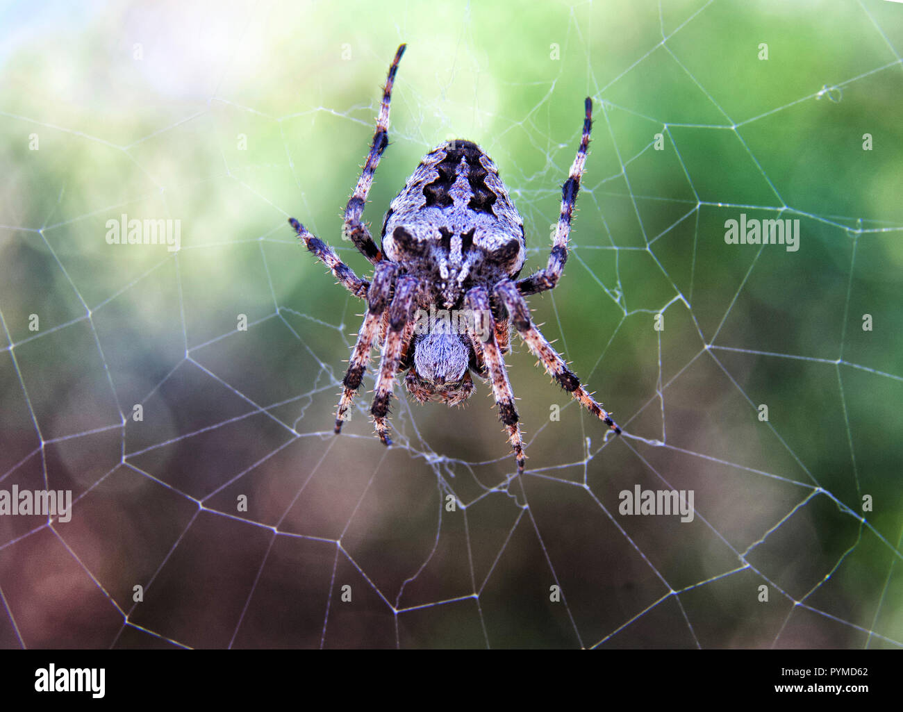 Close up picture of spider with his prey in the net Stock Photo - Alamy