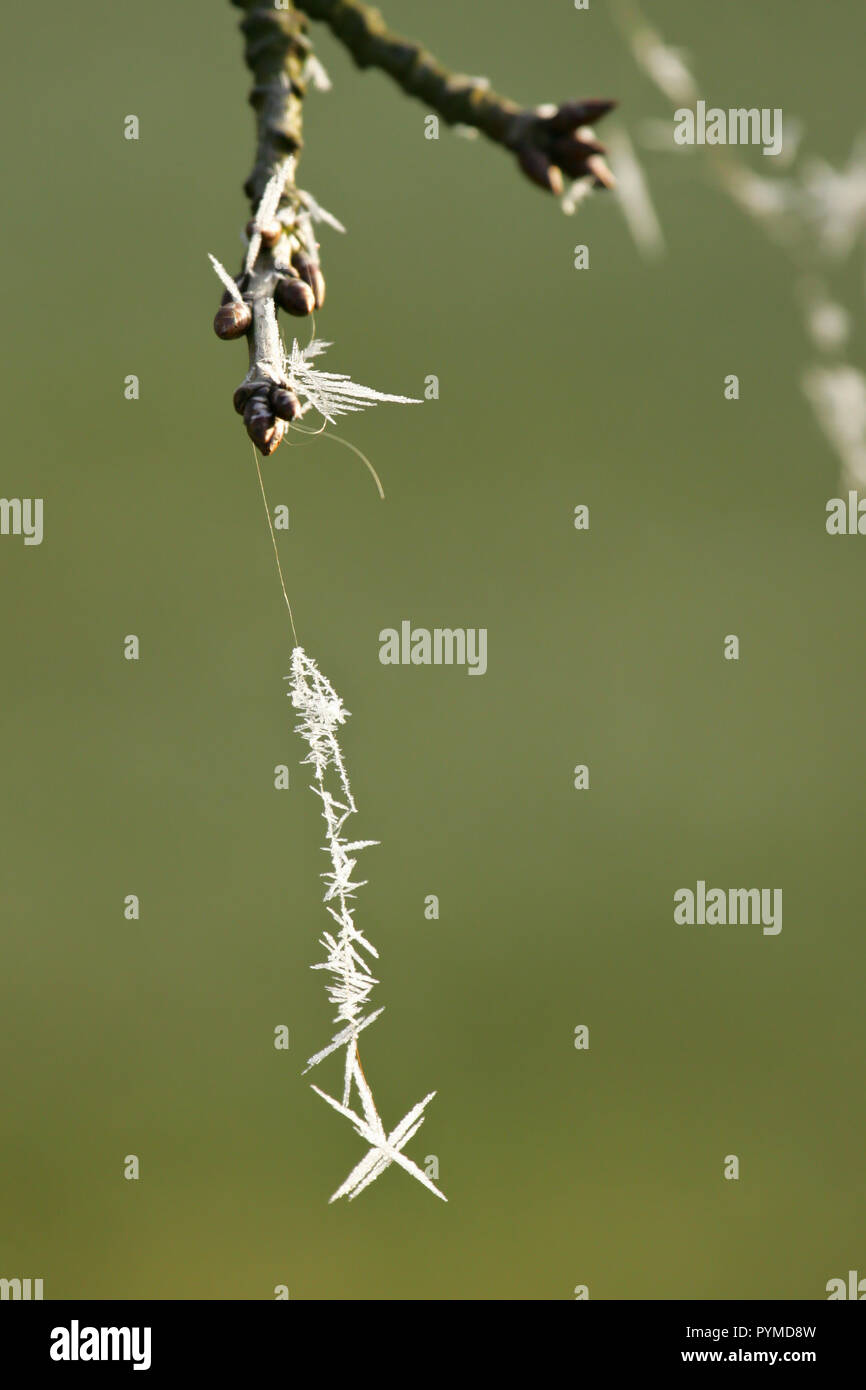 Winter cherry tree hi-res stock photography and images - Alamy