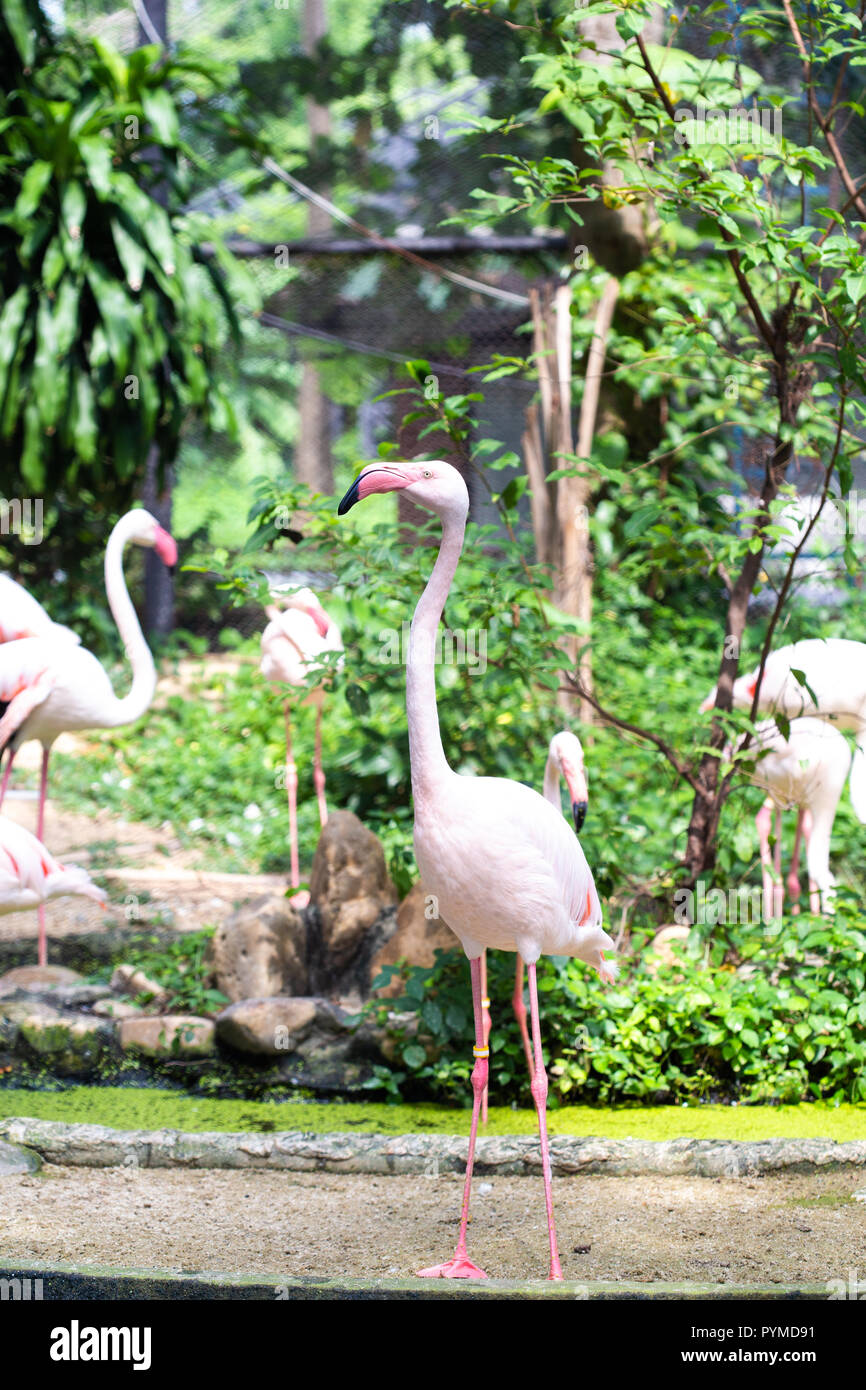 The Group of Pink flamingo living in the cage Stock Photo - Alamy