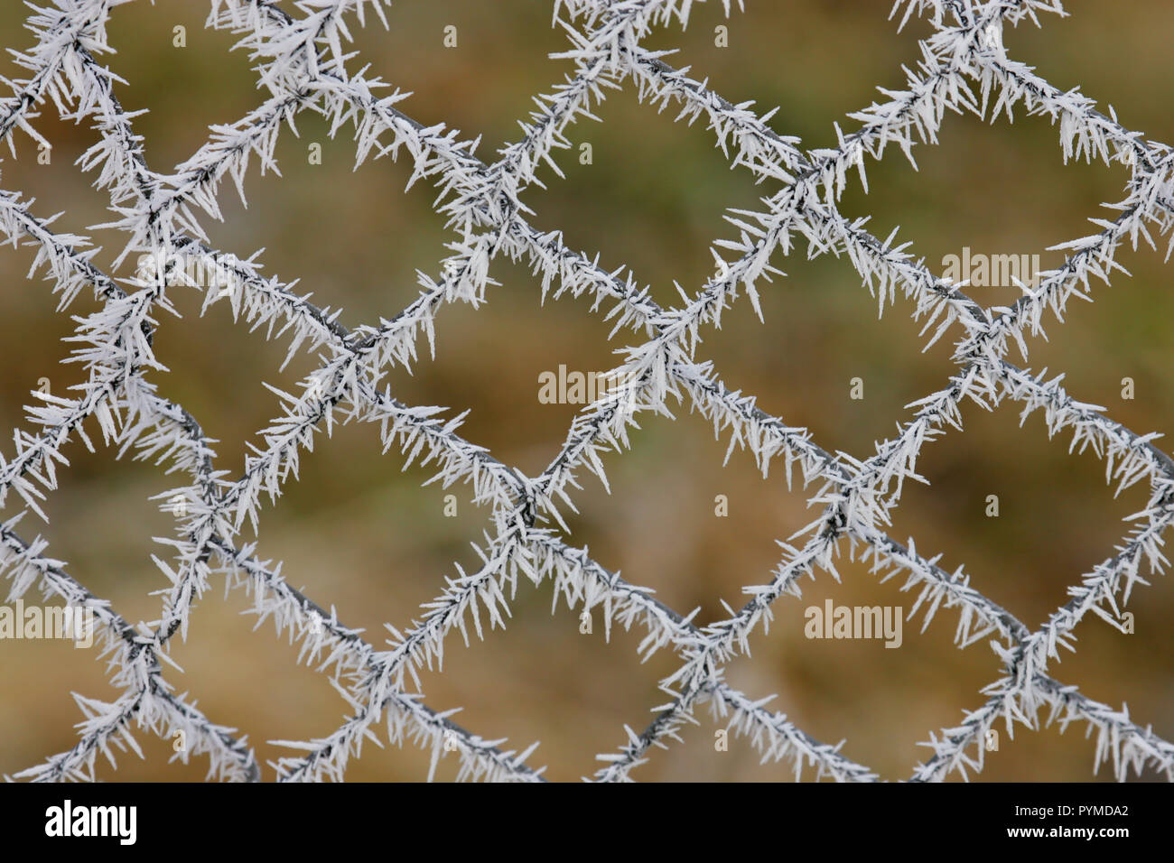 Ice crystal on wire mesh fence in winter, Brandenburg, Germany Stock ...
