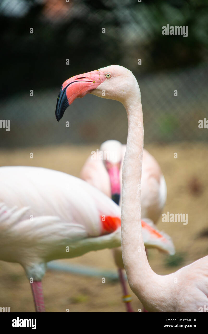 The Group of Pink flamingo living in the cage Stock Photo - Alamy