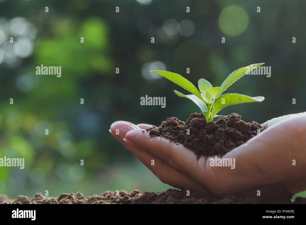 Human hands holding green small plant life concept. Ecology concept ...