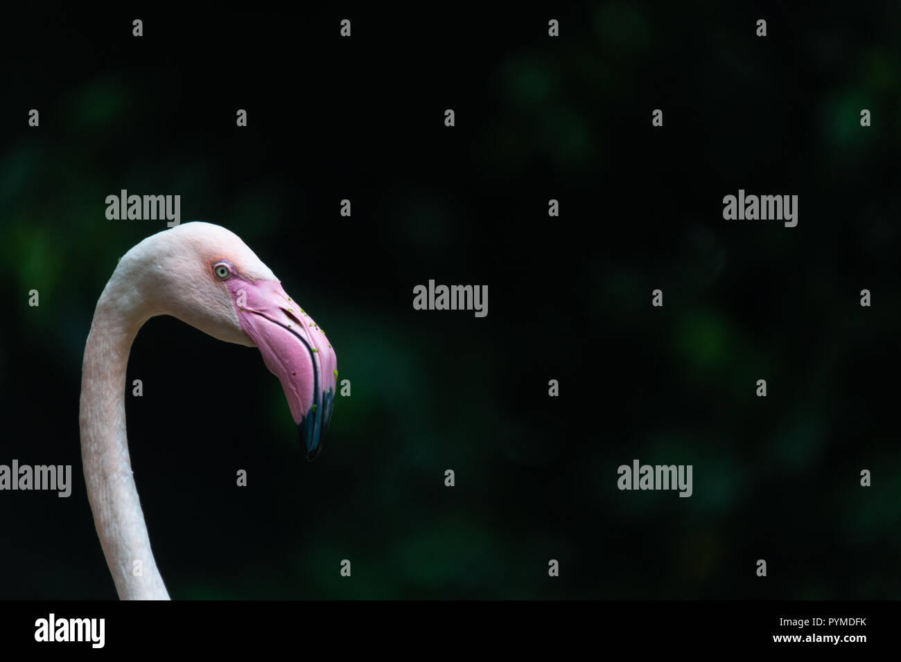 The Group of Pink flamingo living in the cage Stock Photo - Alamy