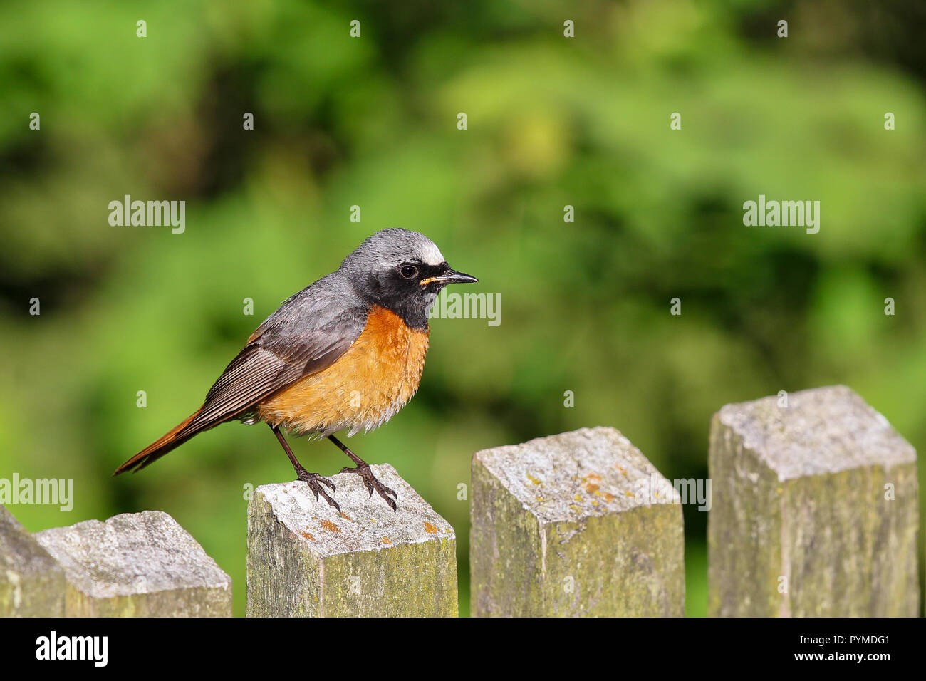 Common Redstart (Phoenicurus phoenicurus) male perched on garden fence ...