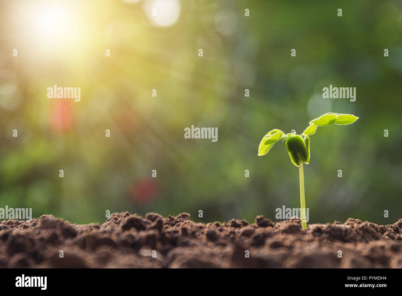 Green young plant growing in soil on nature background Stock Photo - Alamy