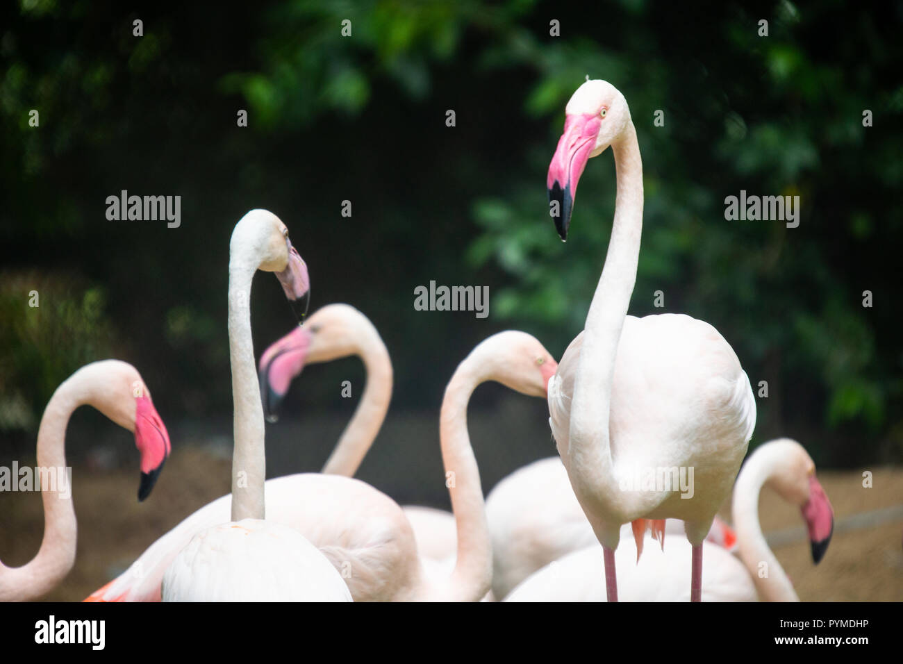 The Group of Pink flamingo living in the cage Stock Photo - Alamy