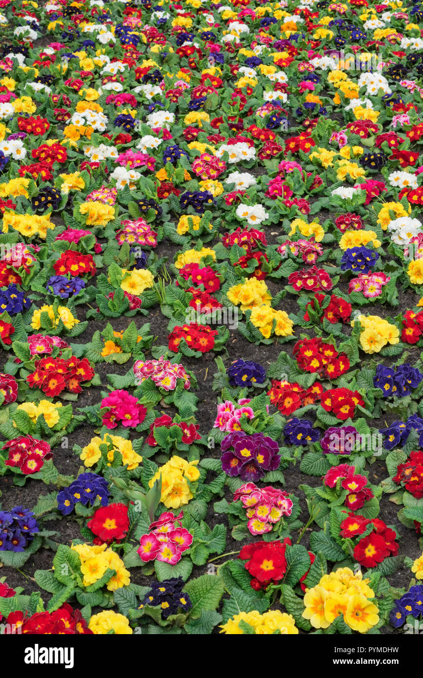 Multi-color field of endless spring pansy, nasturtium flower, or ...