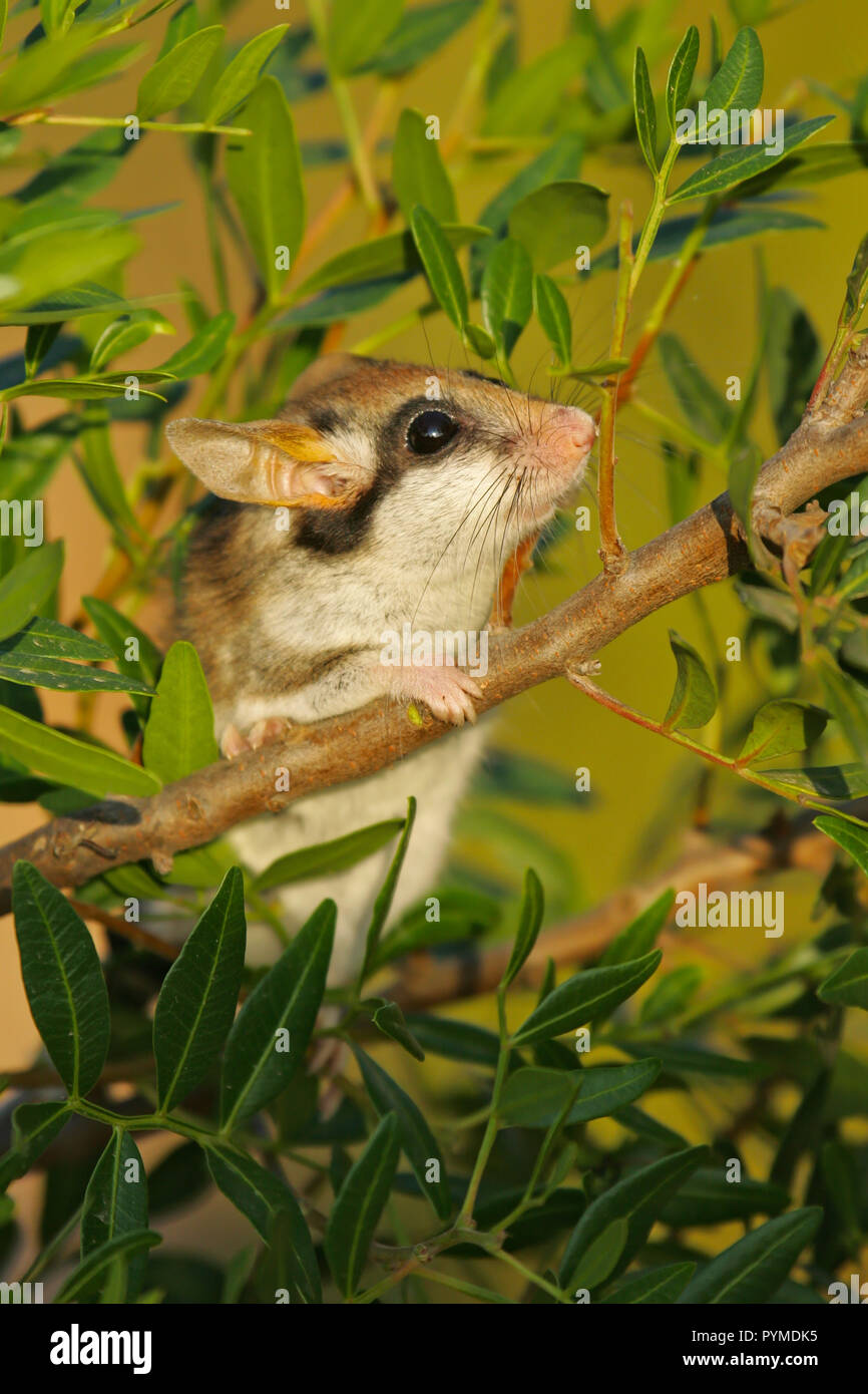 Garden dormouse hi-res stock photography and images - Alamy