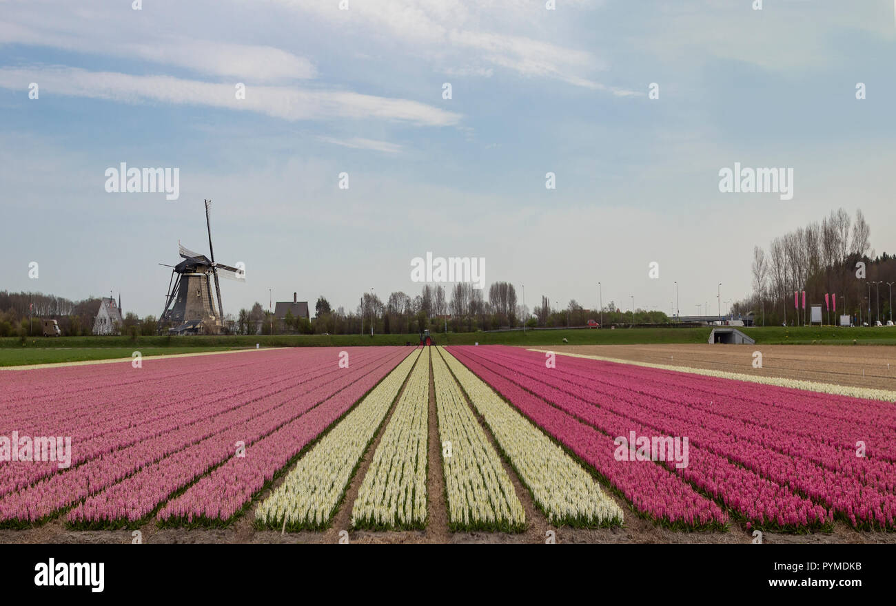 Dutch iconic view of a windmill against a large hyacinths bulb farm ...