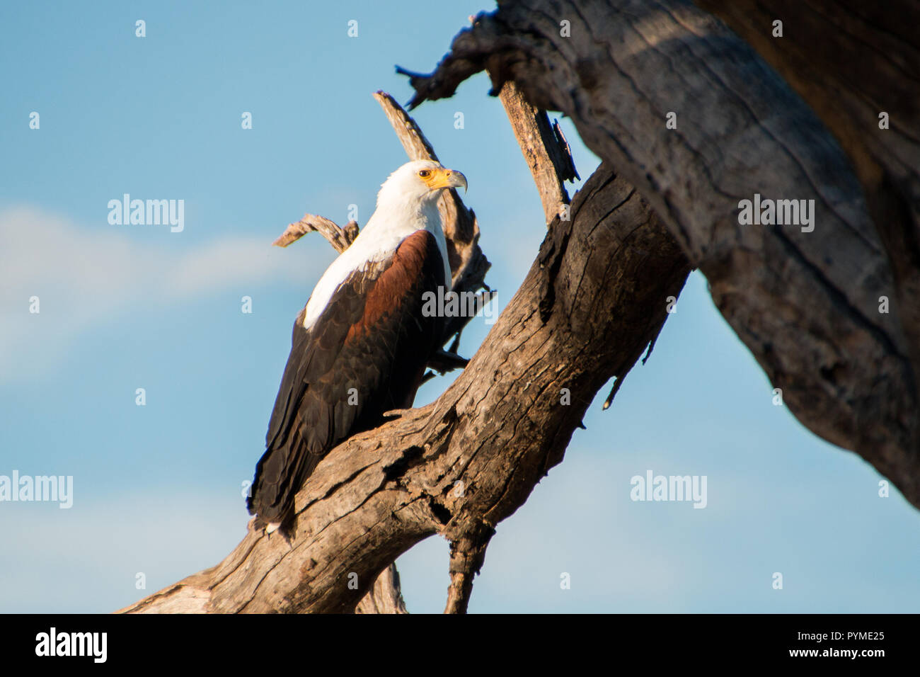 African Fish Eagle sitting on branch in big tree with blue sky ...