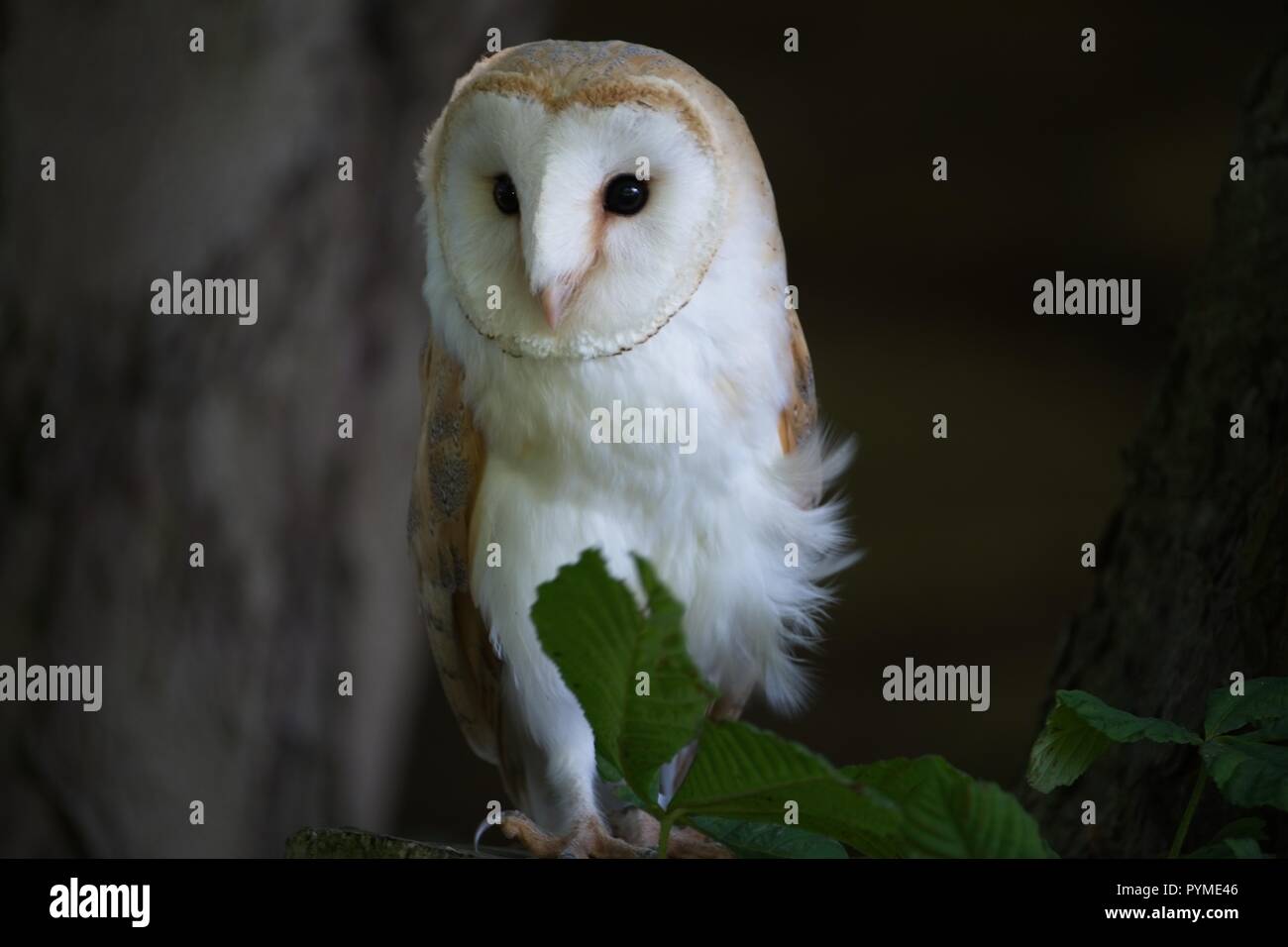 English barn owl prey hi-res stock photography and images - Alamy