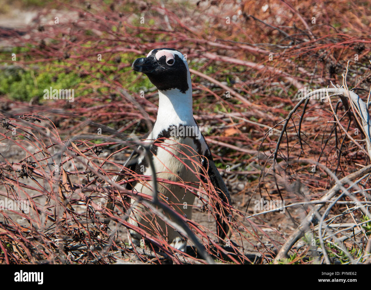 African Jackass Penguin standing and looking at the camera surrounded ...