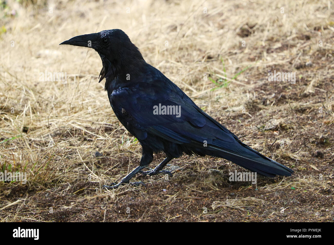Raven bird beautiful hi-res stock photography and images - Alamy