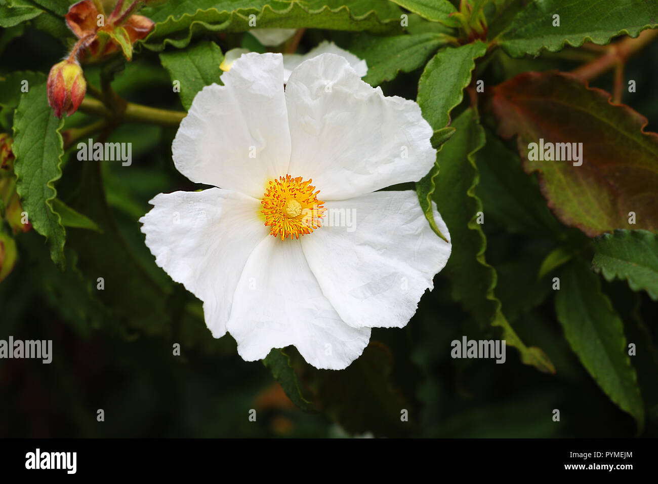 White wrinkled rose hi-res stock photography and images - Alamy