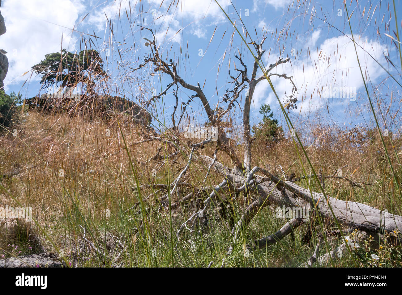 Running ground pine hi-res stock photography and images - Alamy